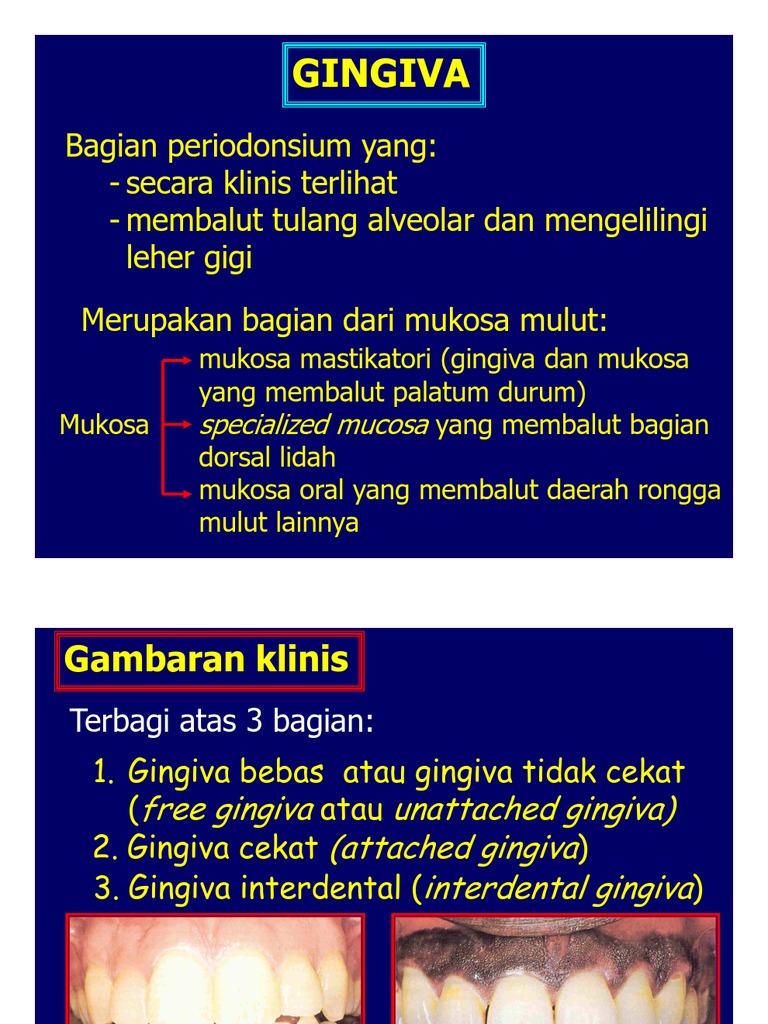 Anatomi dan Fungsi Gingiva | PDF