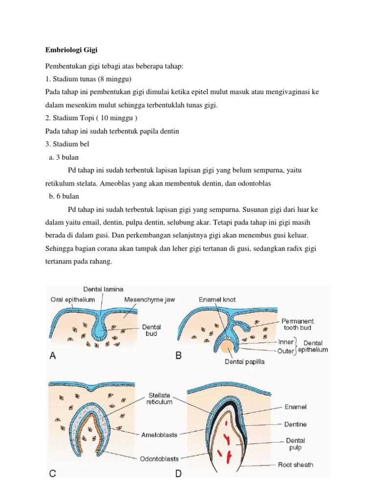Embriologi Gigi | PDF
