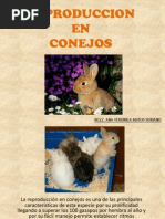 Ciclo de Vida de La Vaca | PDF | Vacas | Leche