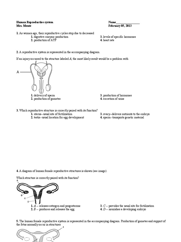 Human Reproductive system
