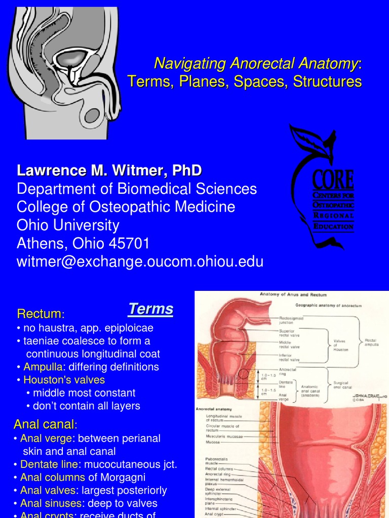 anorectal | Rectum | Hemorrhoid