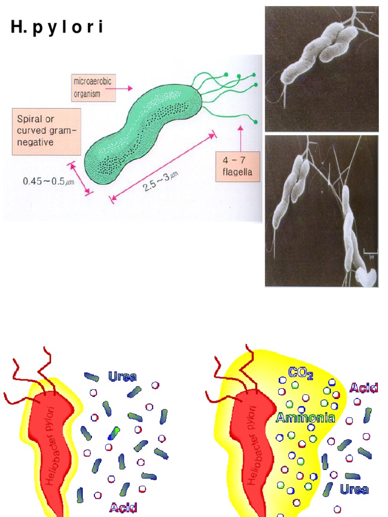 H Pylori | PDF