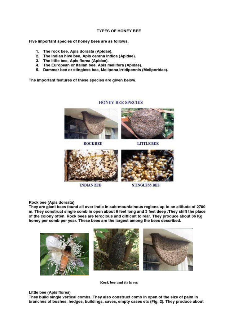 Types of Honey Bee | PDF | Honey Bee | Bees