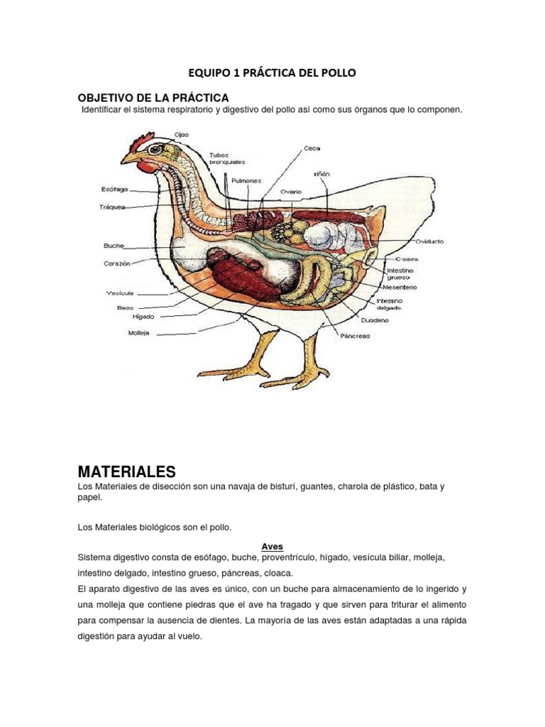 Práctica Del Pollo | PDF | Sistema digestivo humano | Digestión