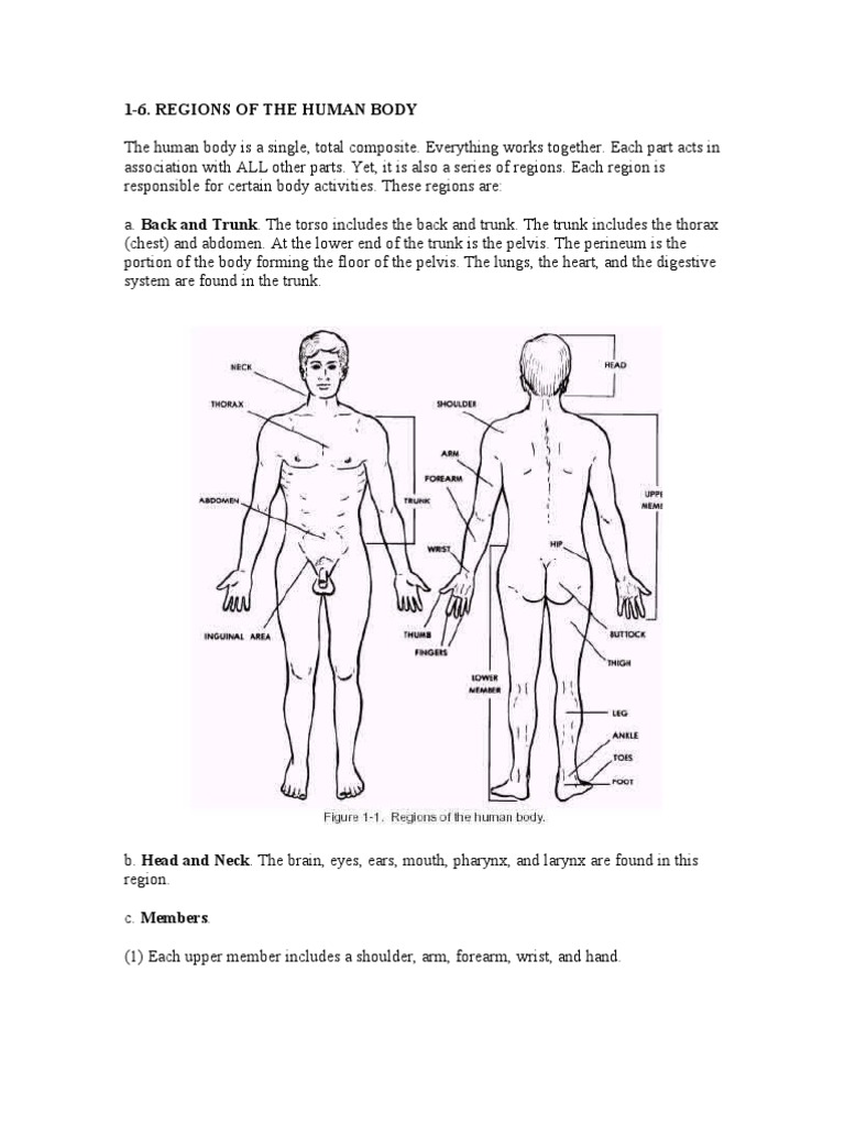 Regions of The Human Body | PDF