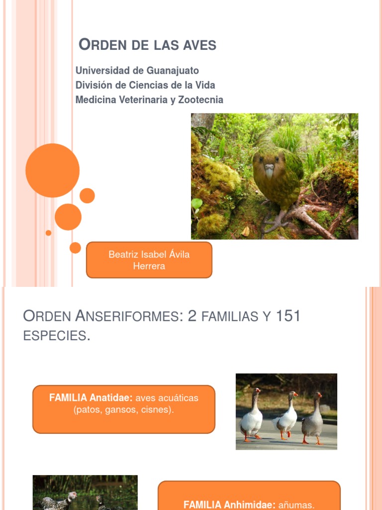 A Comprehensive Overview of Bird Orders: A Taxonomic Breakdown | PDF ...