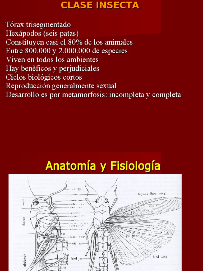 Clase Insecta | PDF | Insectos | Mosca