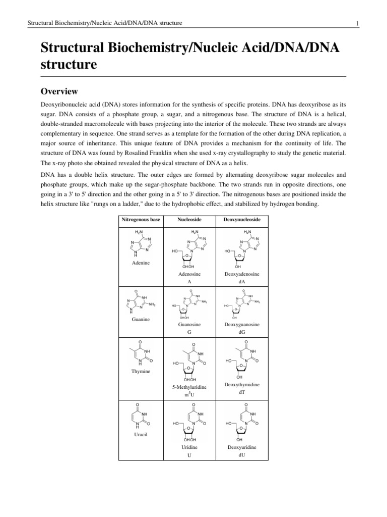 DNA Structure and Nucleotide Composition | PDF | Dna | Nucleic Acid ...