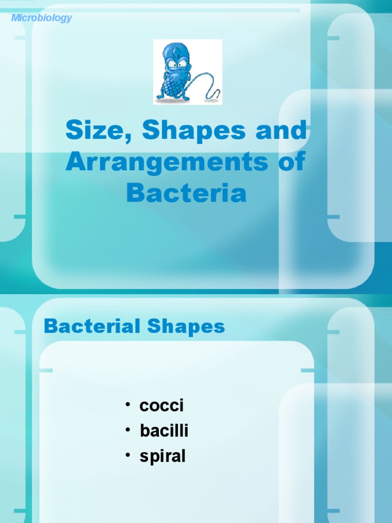 Bacterial Shapes and Arrangements | PDF | Bacillus | Bacteria