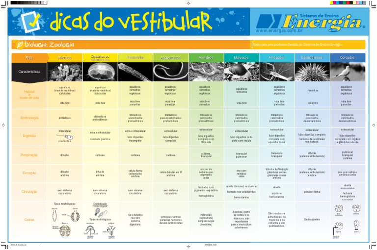 Quadro Resumo Dos Filos de Animais | PDF | Sistema circulatório | Órgão ...