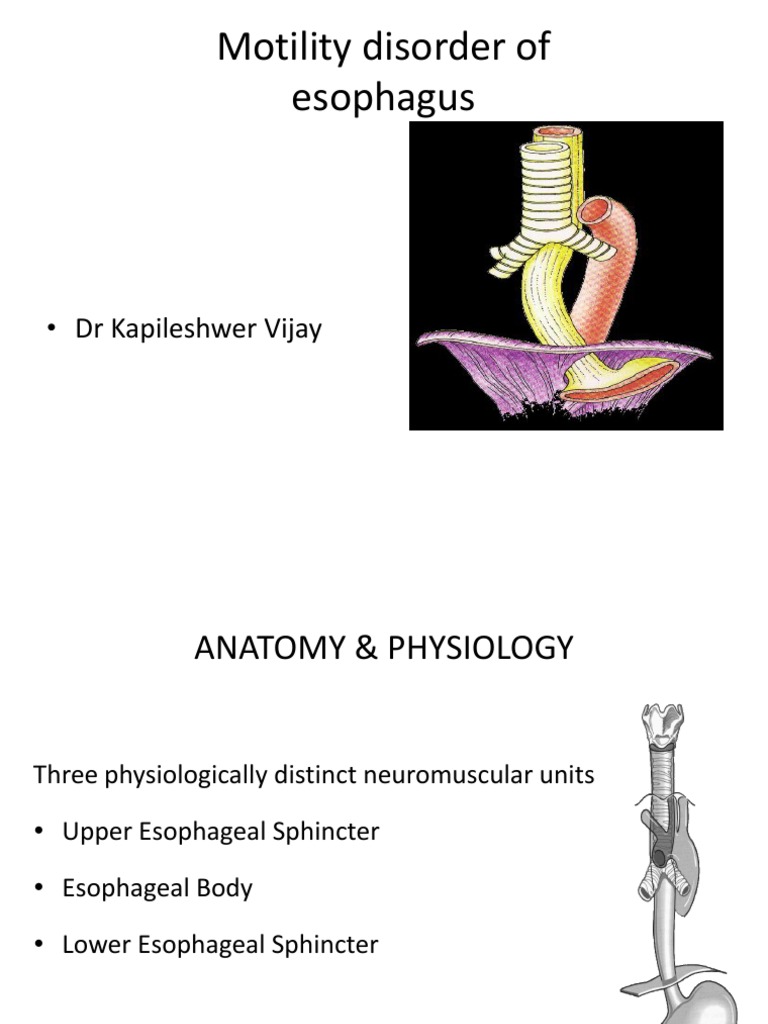 Motility disorders of the esophagus explained | PDF | Esophagus ...