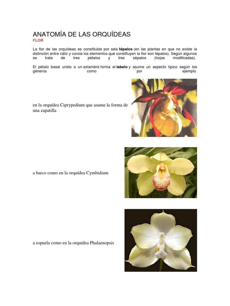 Anatomía y partes de las orquídeas | PDF | Orchidaceae | Jardinería