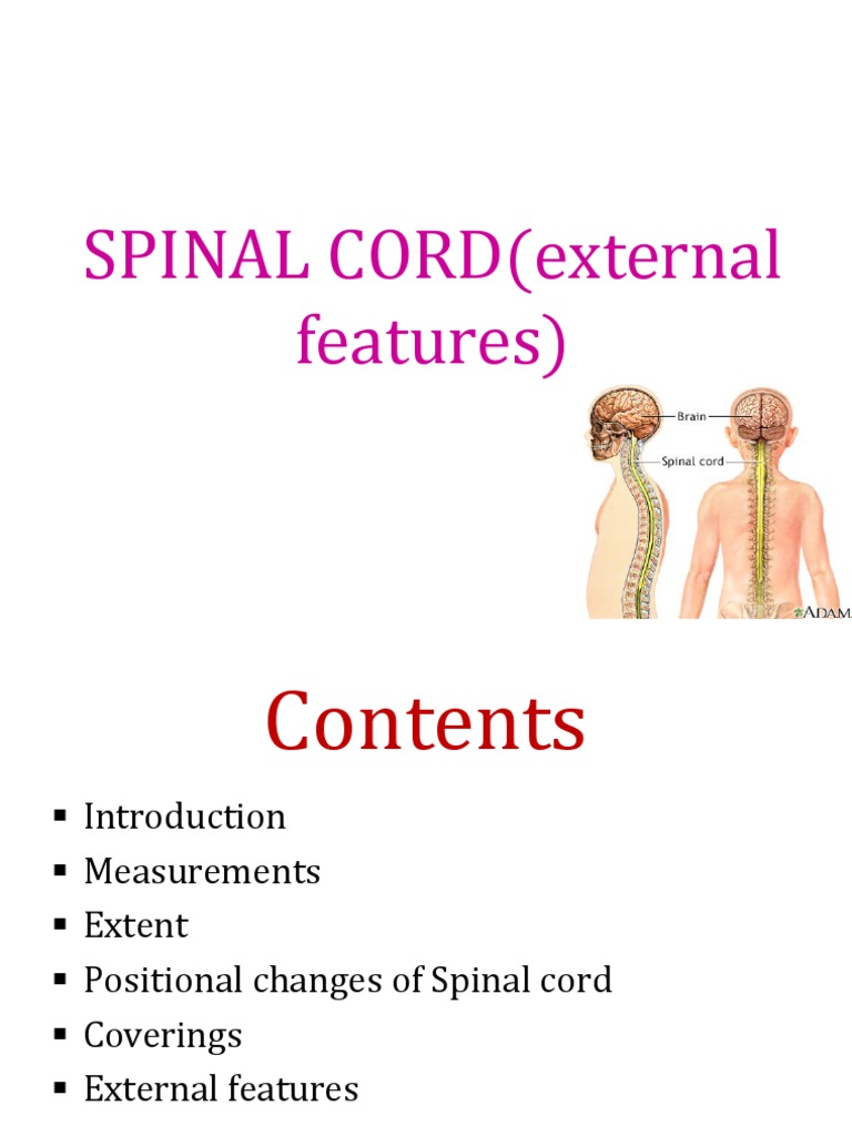 SPINAL CORD (External Features) | PDF | Spinal Cord | Vertebral Column
