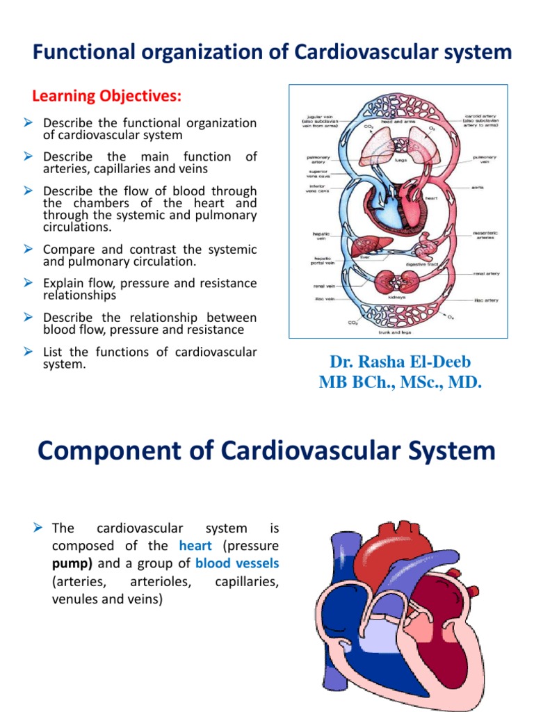 Cardiovascular System Function