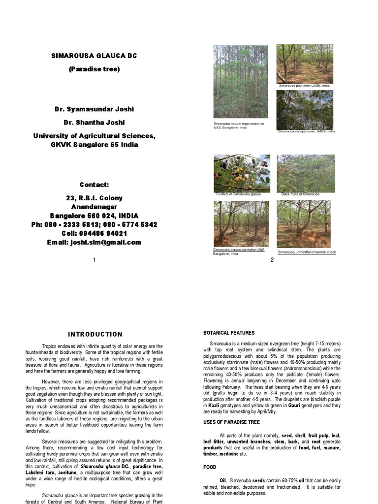 Simarouba - The Wonder Medicine | PDF | Soil | Tillage