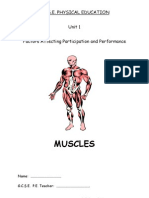 GCSE PE Muscular System Revision Guide | PDF | Anatomical Terms Of ...