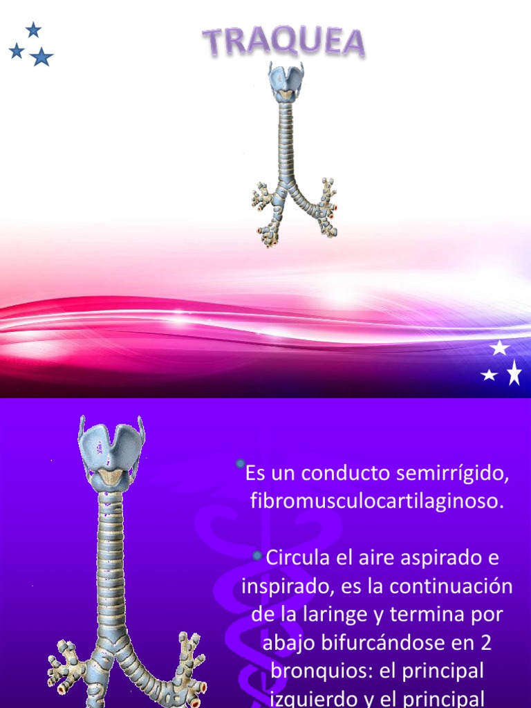 Traquea | PDF | Anatomía | Anatomía humana