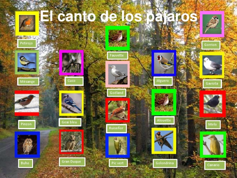 El Canto de Los Pajaros3085 | PDF | Aves | Paravianos