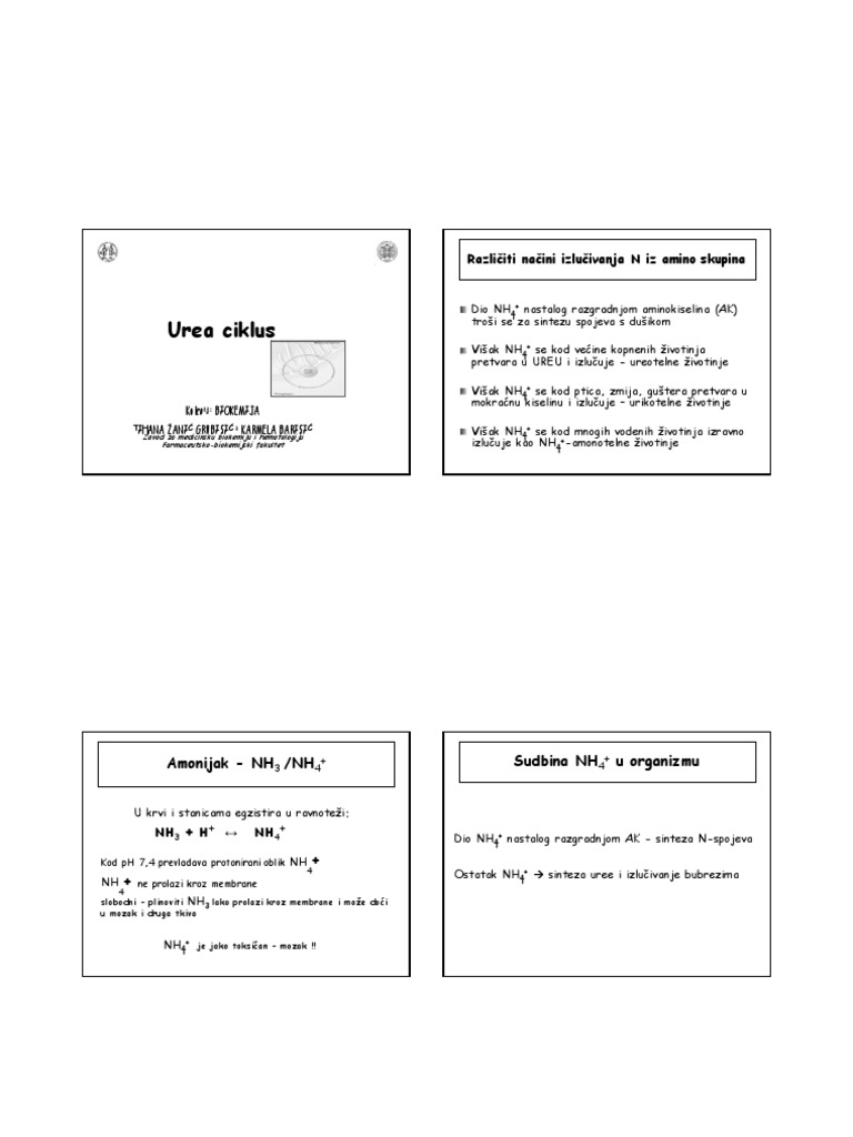 Urea Ciklus | PDF