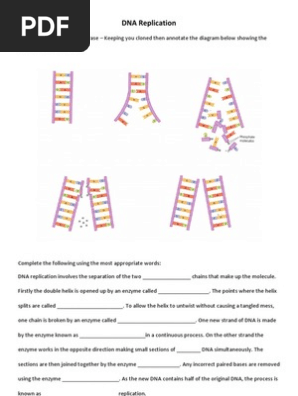 Dna Replication Worksheet 21 Pdf Dna Replication Illustration