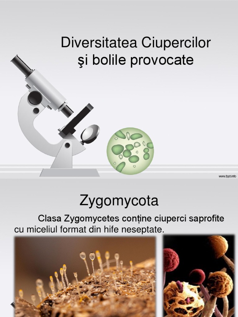 Regnul Fungi | PDF