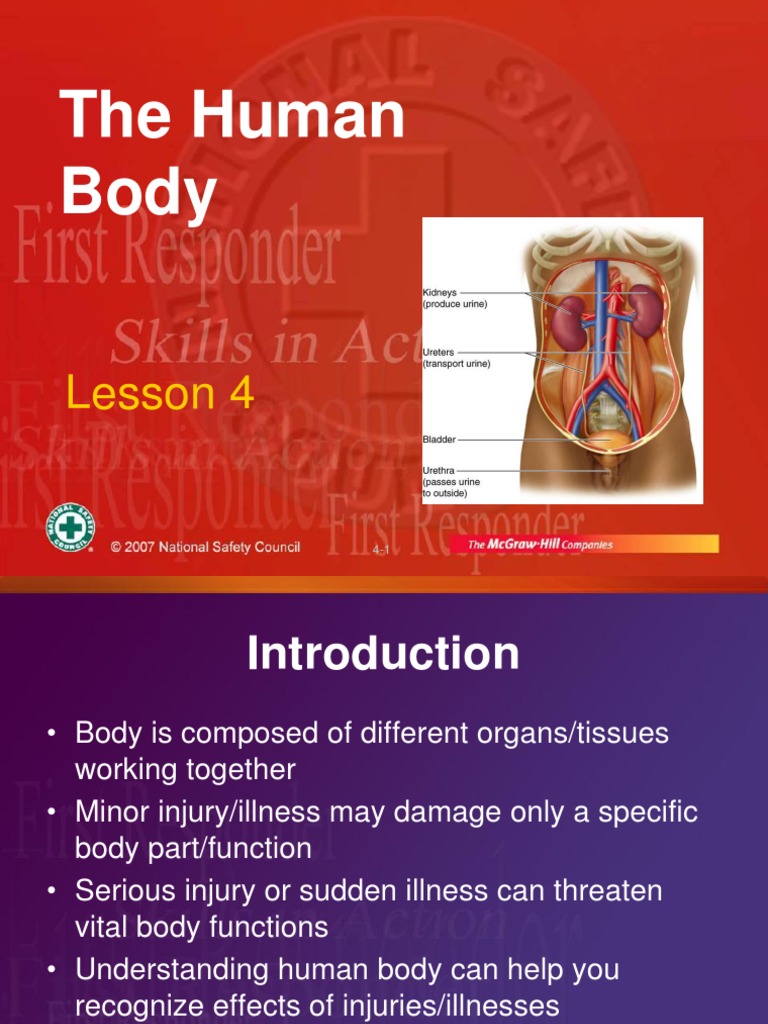 The Human Body | Download Free PDF | Human Body | Heart