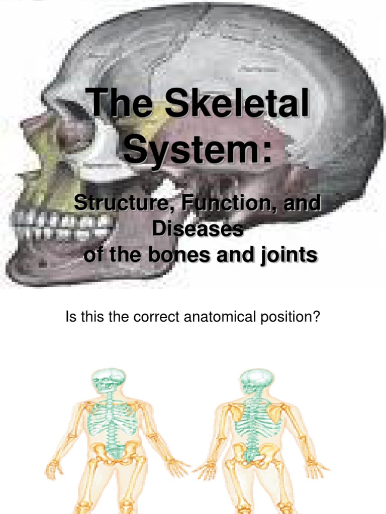 Skeletal System | PDF | Skeleton | Bone