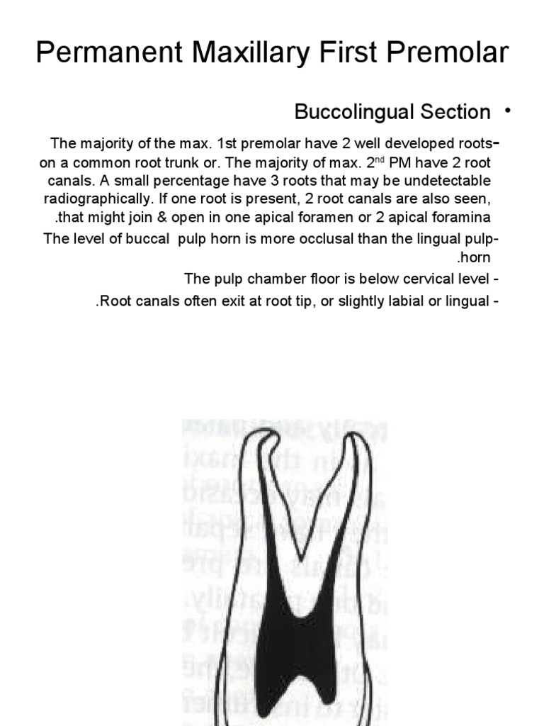 Permanent Maxillary First Premolar | PDF