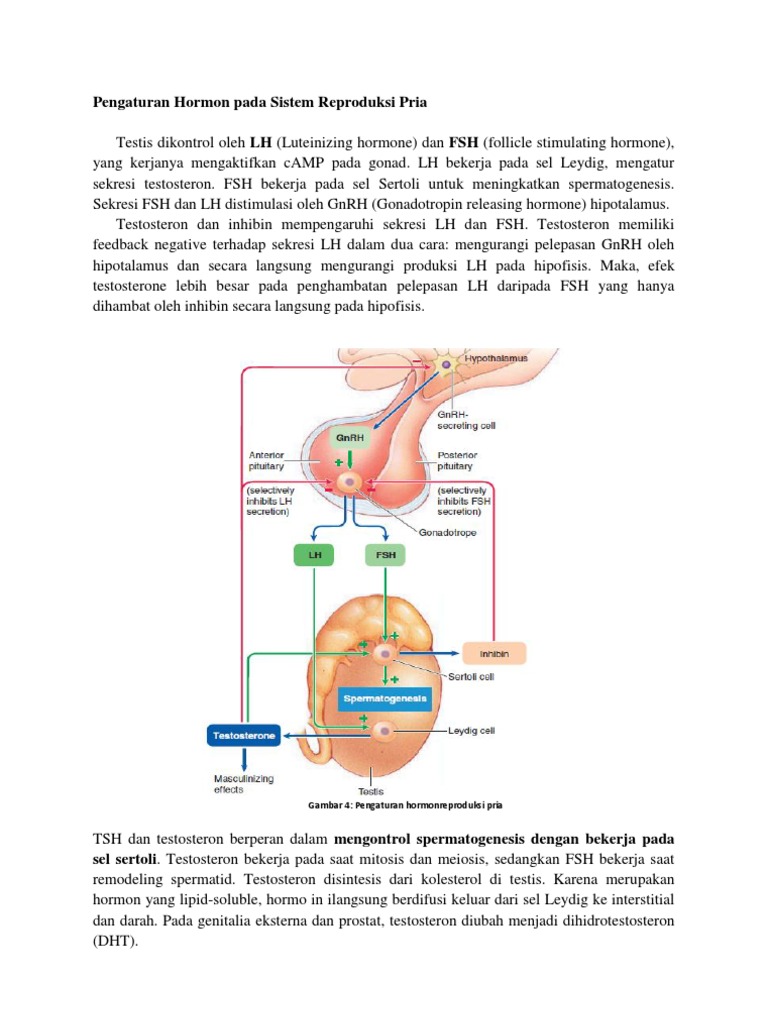 LI Kerja Hormon Dalam Repro Pria | PDF