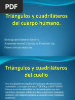 Laminación de Rexed | PDF | Médula espinal | Cerebelo