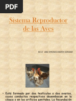 Anatomia y Fisiologia de Aparato Reproductor Del Gallo | PDF
