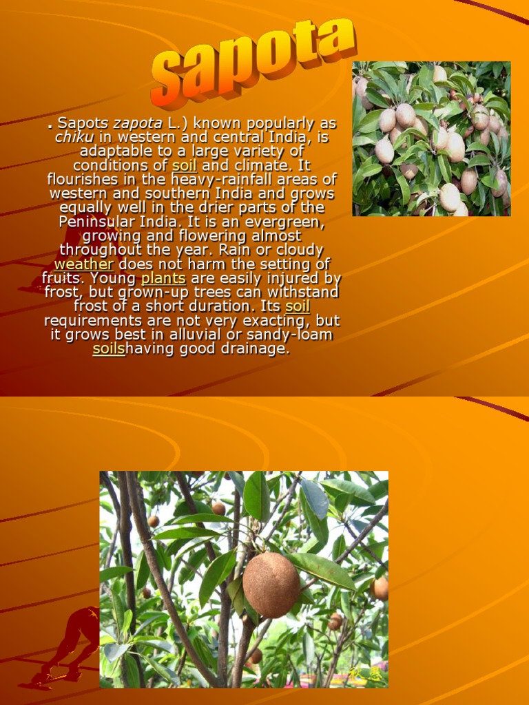 Sapota | PDF | Trees | Pruning