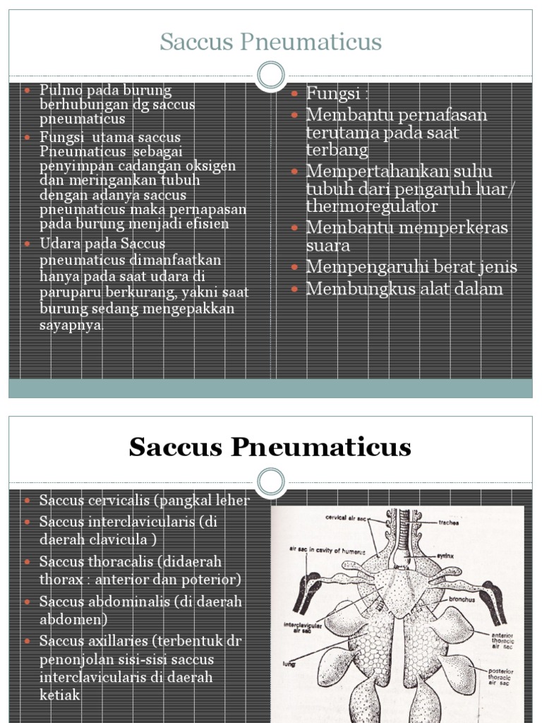 Saccus Pneumaticus | PDF | Kajian Bahasa Asing | Seni