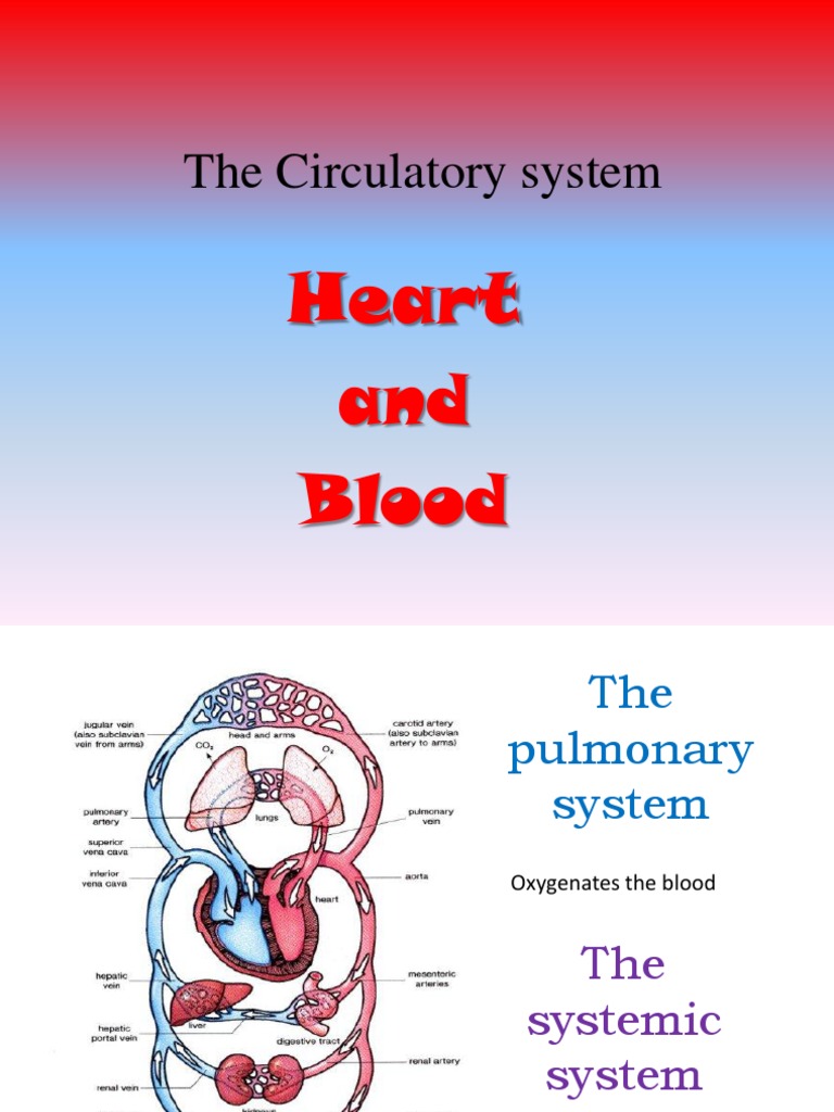 The Circulatory System | Circulatory System | Atrium (Heart)