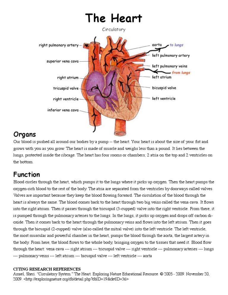 Heart | PDF