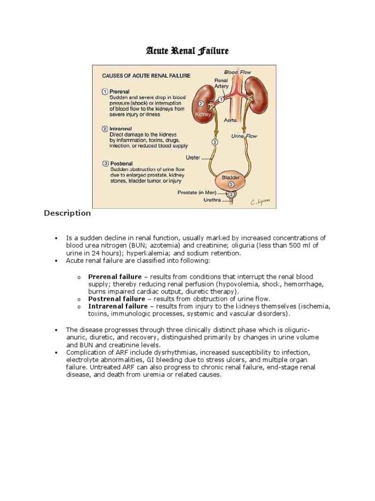 Acute Renal Failure: Description | PDF | Kidney | Medical Specialties