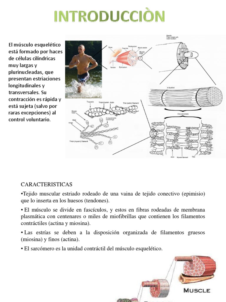 Seminario De Musculo Esqueletico Pdf Contracción Muscular Músculo