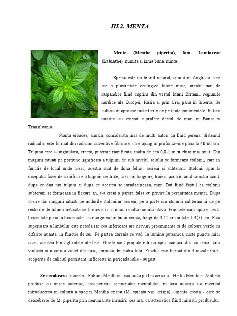 Menta | PDF