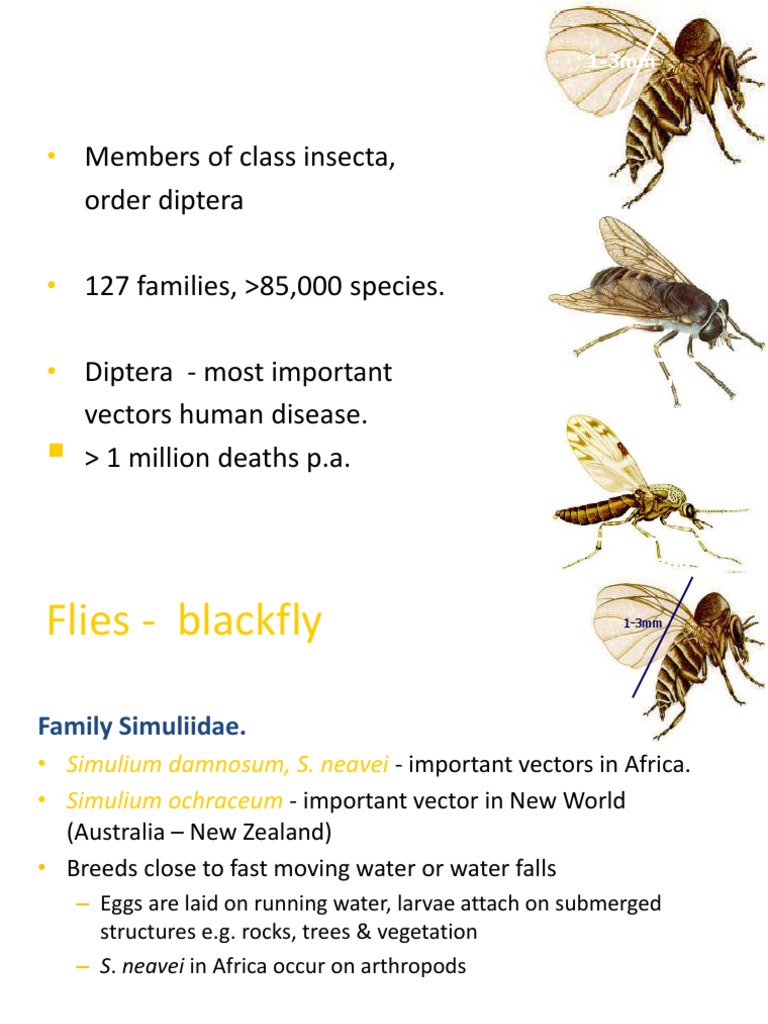 Entomology - Members of Class Insecta, Order Diptera | PDF | Wellness ...