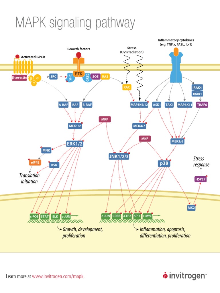 MAPK Signaling Pathway | PDF | Mitogen Activated Protein Kinase ...