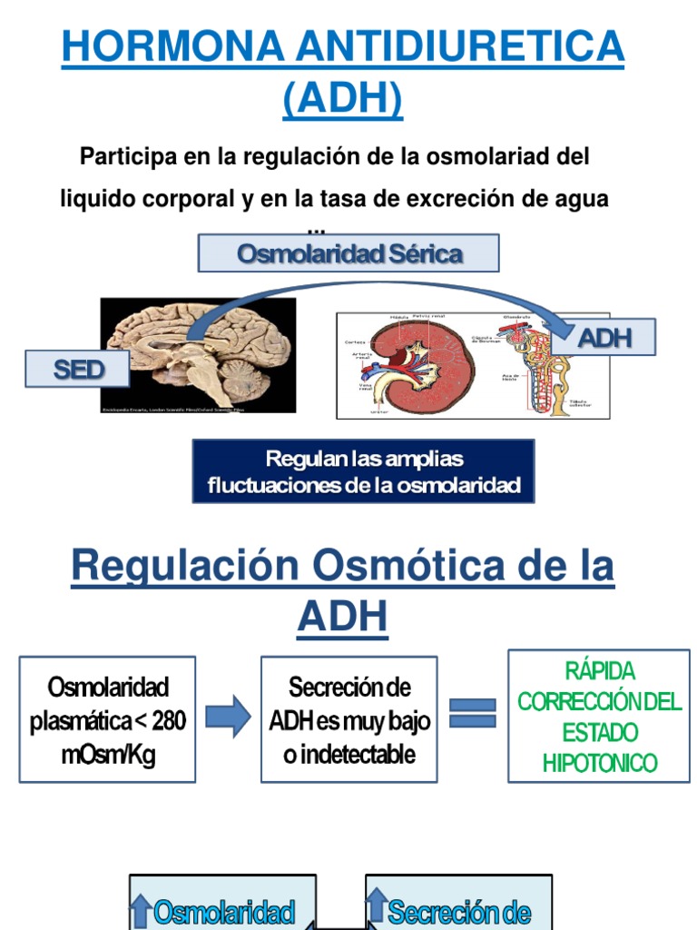 Hormona Antidiuretica (Adh) | PDF