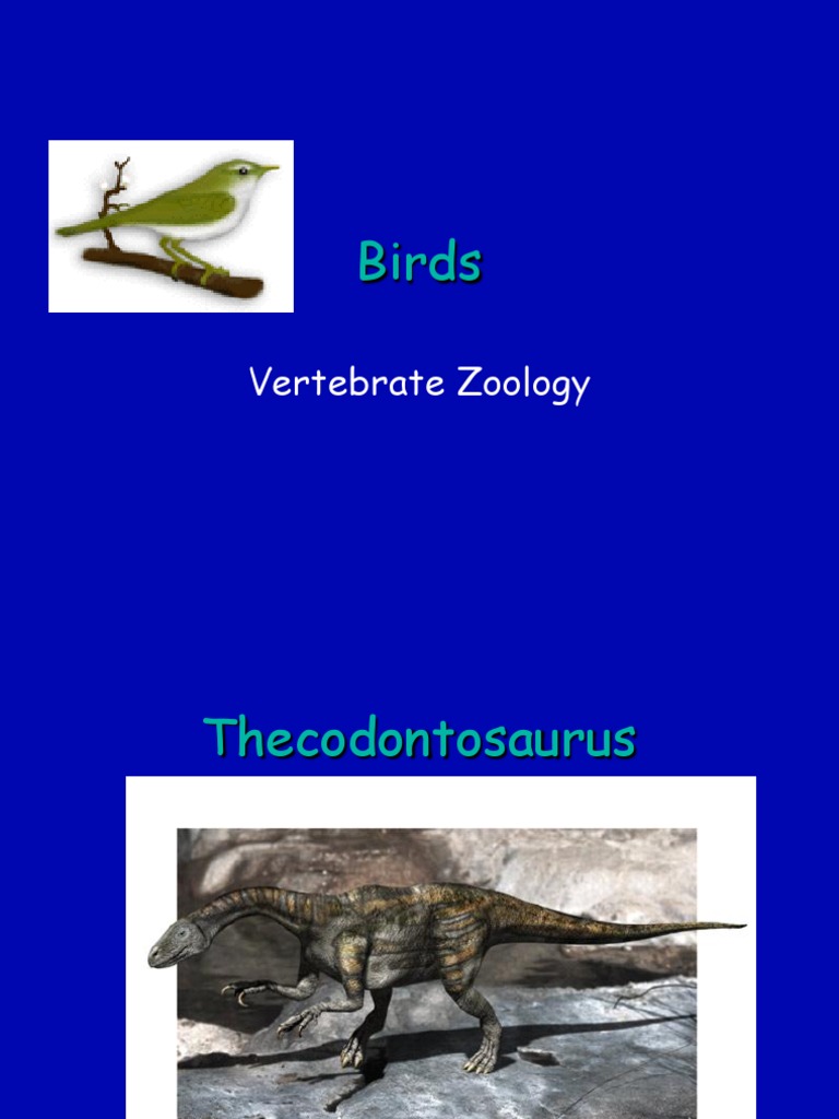 Birds: Vertebrate Zoology | PDF | Feather | Birds