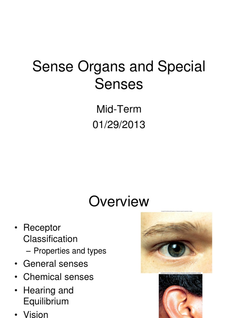 Sense Organs and Special Senses | PDF | Taste | Ear