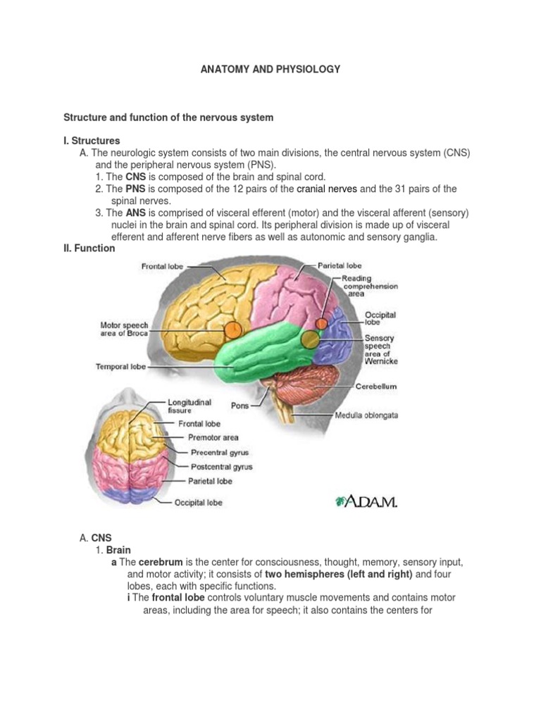 Anatomy and Physiology Case Pres | PDF | Self-Improvement