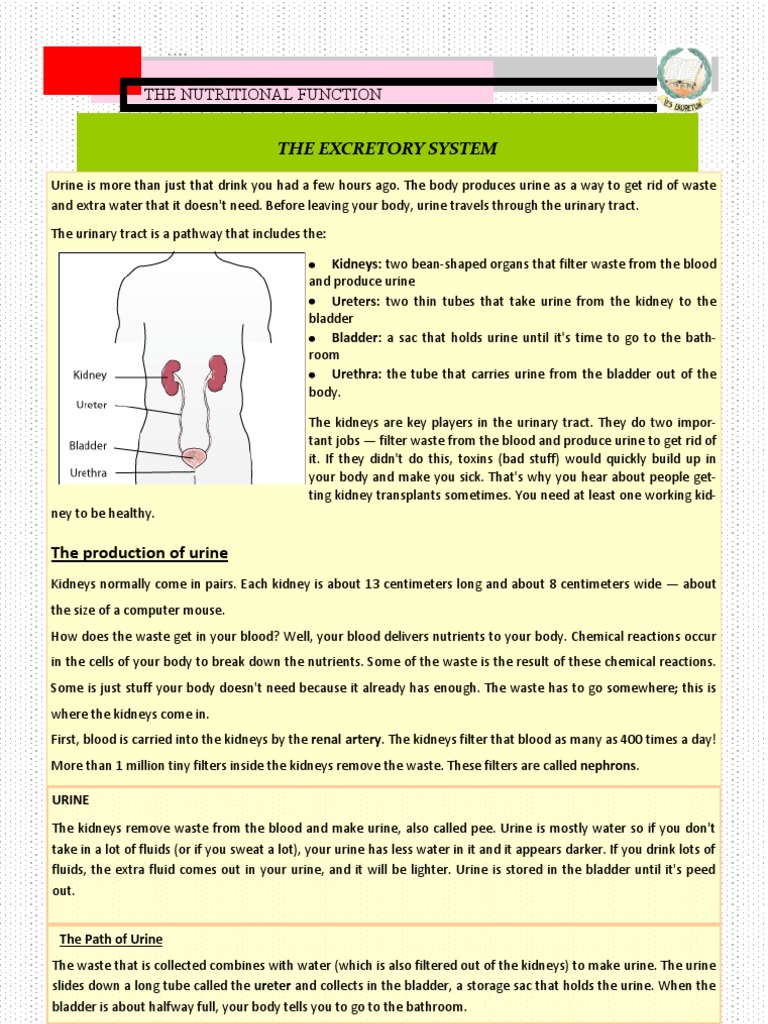 Excretory System | PDF | Urinary System | Kidney