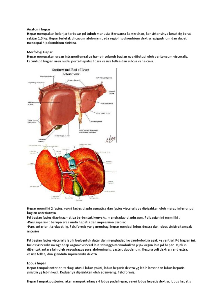Anatomi dan Morfologi Hepar Manusia | PDF | Perjalanan