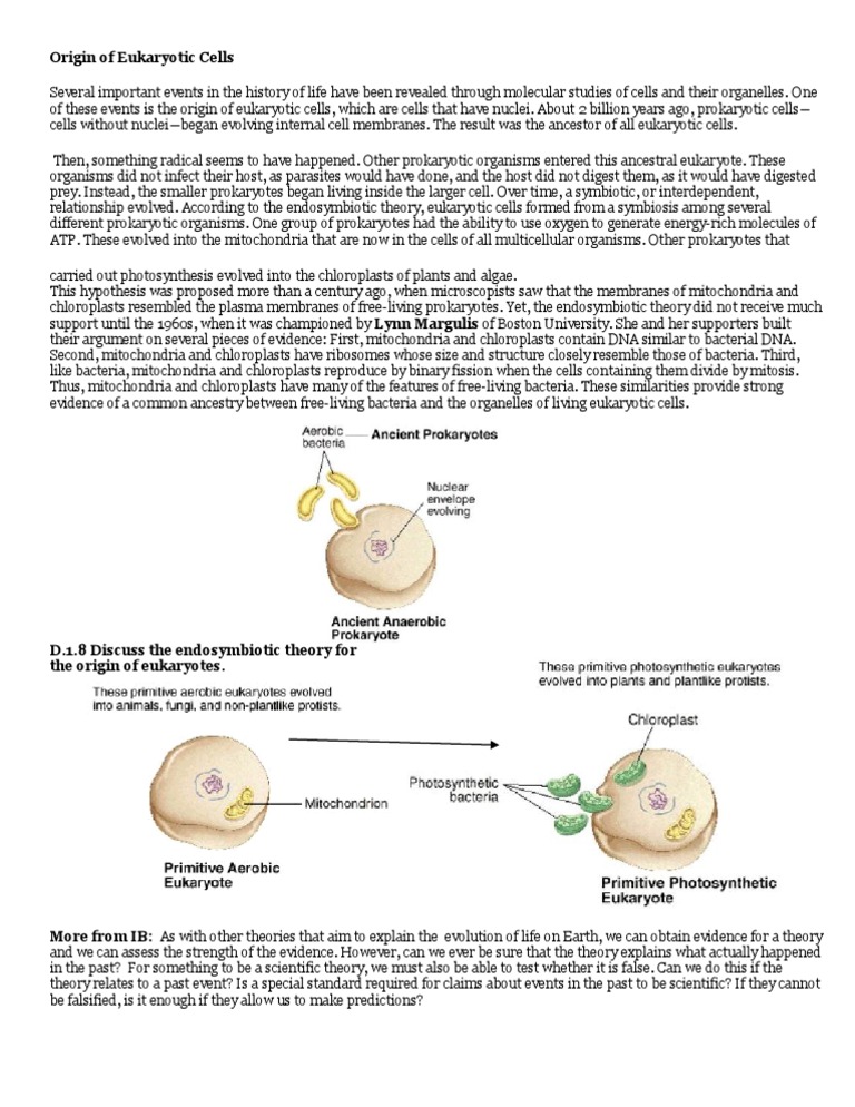 Endosymbiotic Theory of Eukaryotic Cells | PDF | Prokaryote | Cell ...
