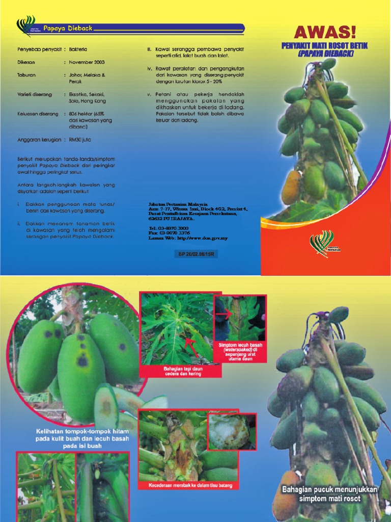 Infotani - Penyakit Mati Rosot Betik | PDF