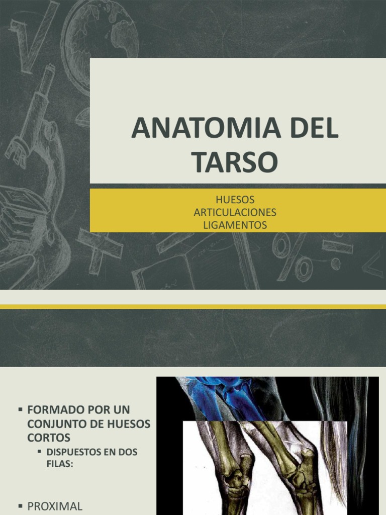 Anatomía del Tarso Equino | PDF | Articulación | Ciencia de la danza
