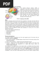 Grade 12 Notes | PDF | Autonomic Nervous System | Nervous System